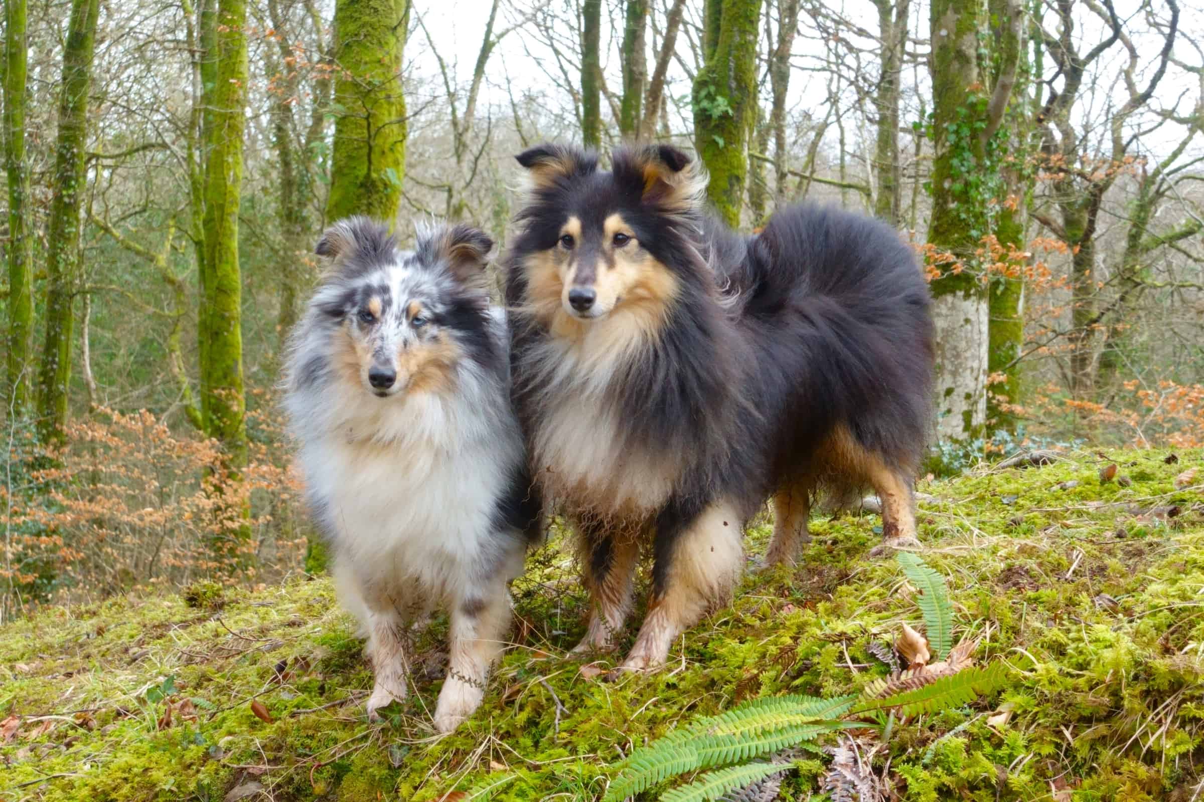 Male vs. Female Shetland Sheepdog: Which Is Better?