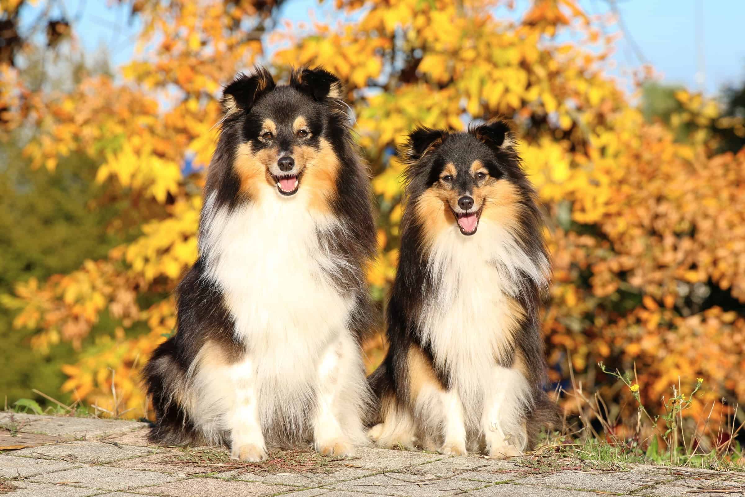 Male vs. Female Shetland Sheepdog: Which Is Better?