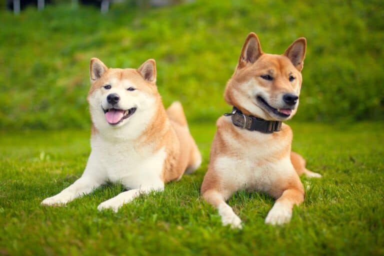 Male vs. Female Shiba Inu: Which Is Better?