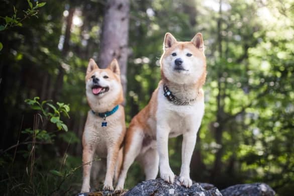 Male vs. Female Shiba Inu: Which Is Better?