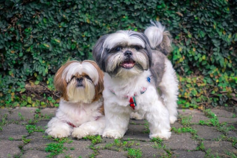 Male vs. Female Shih Tzu: Which Is Better? - Happy Dog Breeds