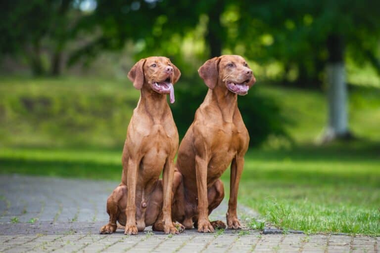 Male vs. Female Vizsla: Which Is Better? - Happy Dog Breeds