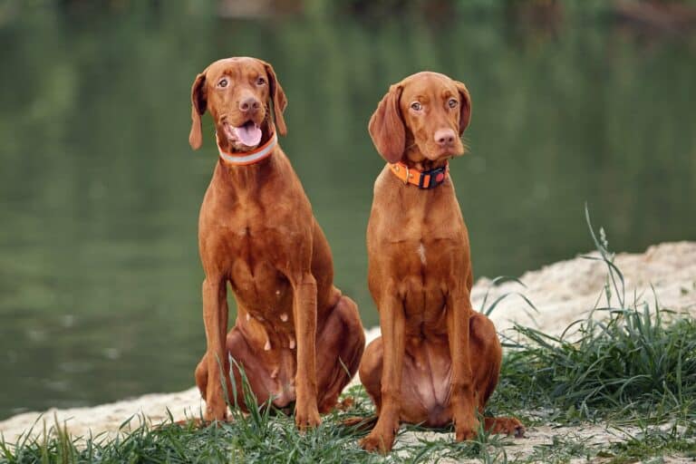Male vs. Female Vizsla: Which Is Better? - Happy Dog Breeds