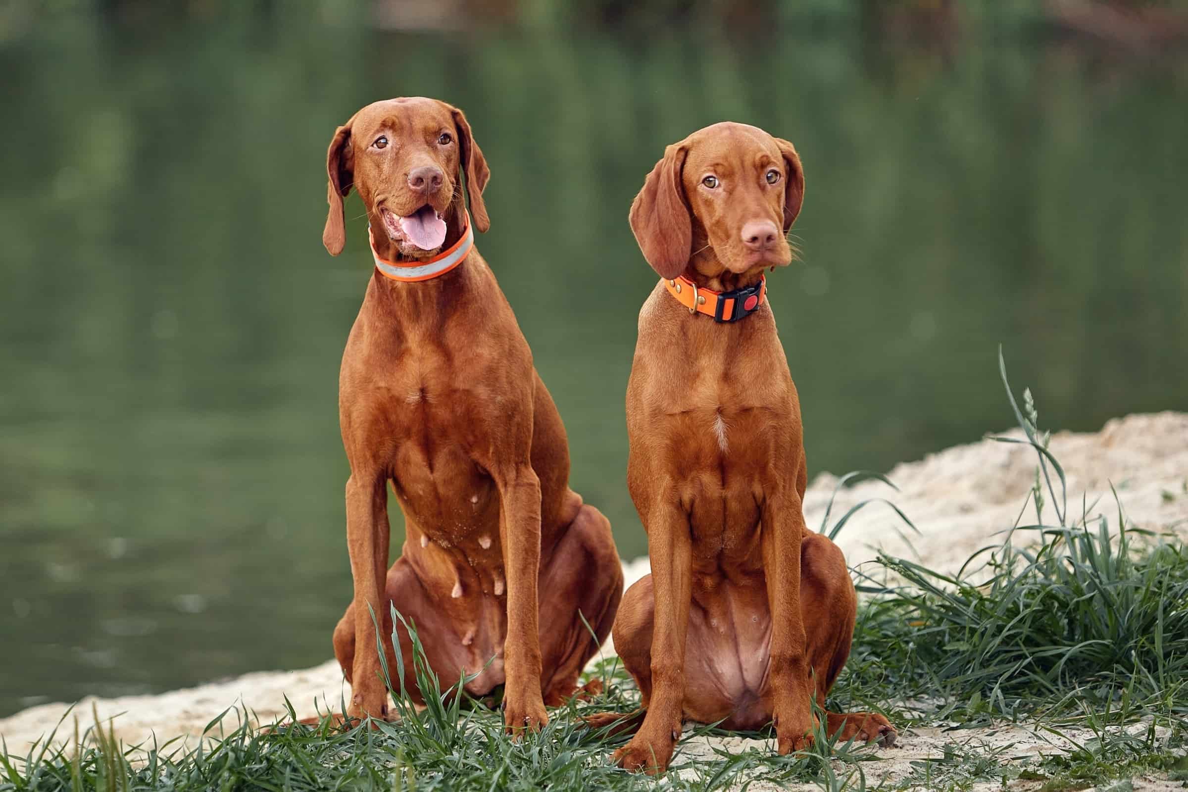 Male vs. Female Vizsla: Which Is Better? - Happy Dog Breeds
