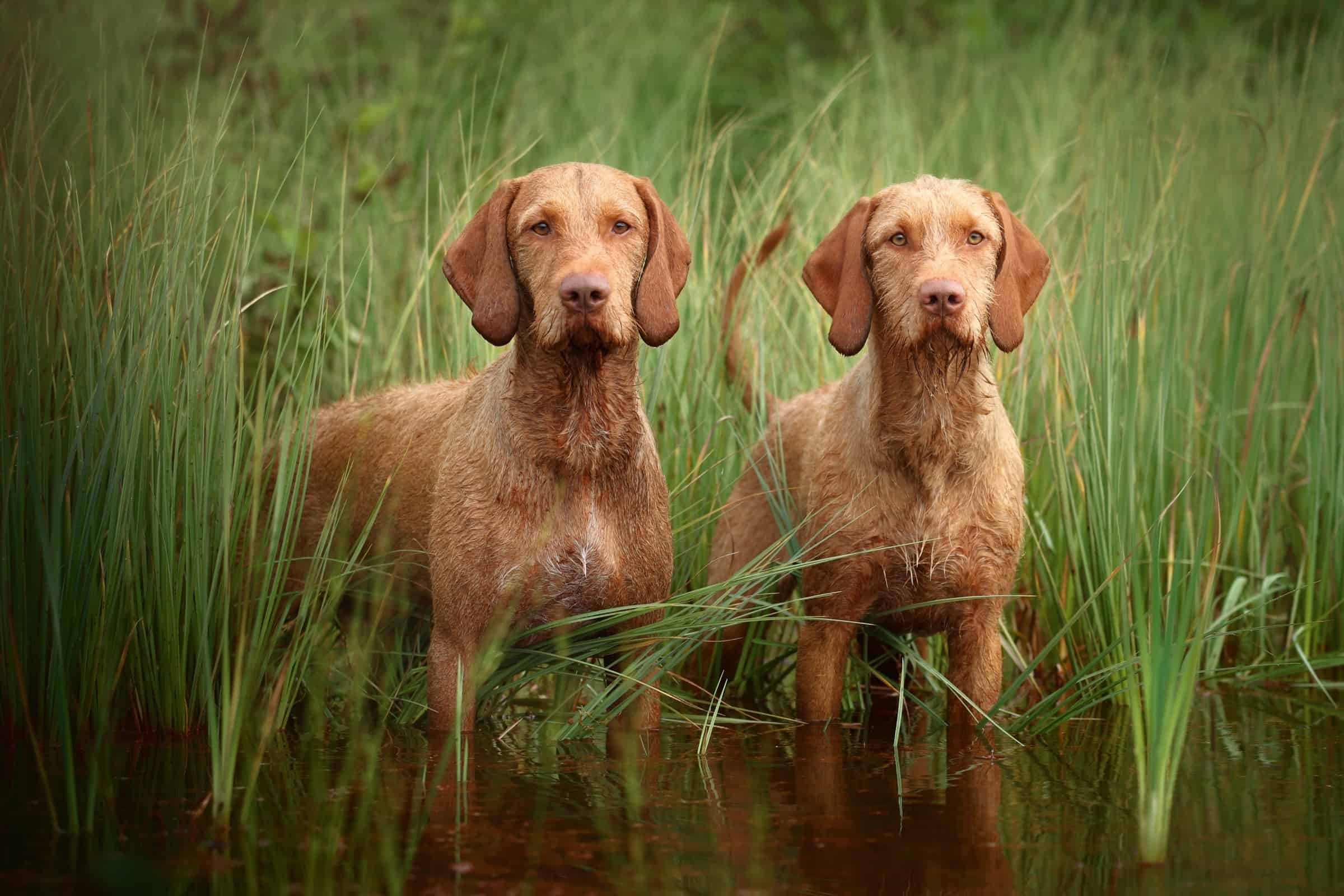 Male vs. Female Vizsla: Which Is Better? - Happy Dog Breeds