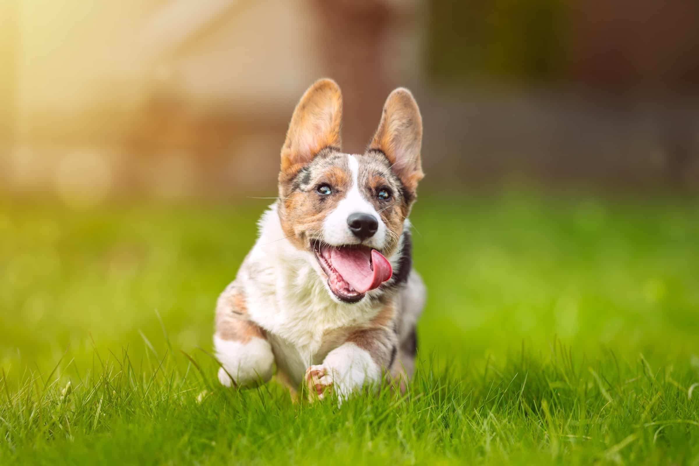 Merle Corgi: Facts, Appearance, Genetics & Pictures