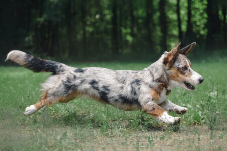 Merle Corgi: Facts, Appearance, Genetics & Pictures