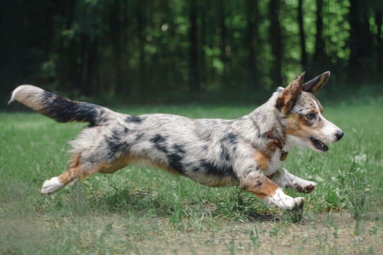 Merle Corgi: Facts, Appearance, Genetics & Pictures