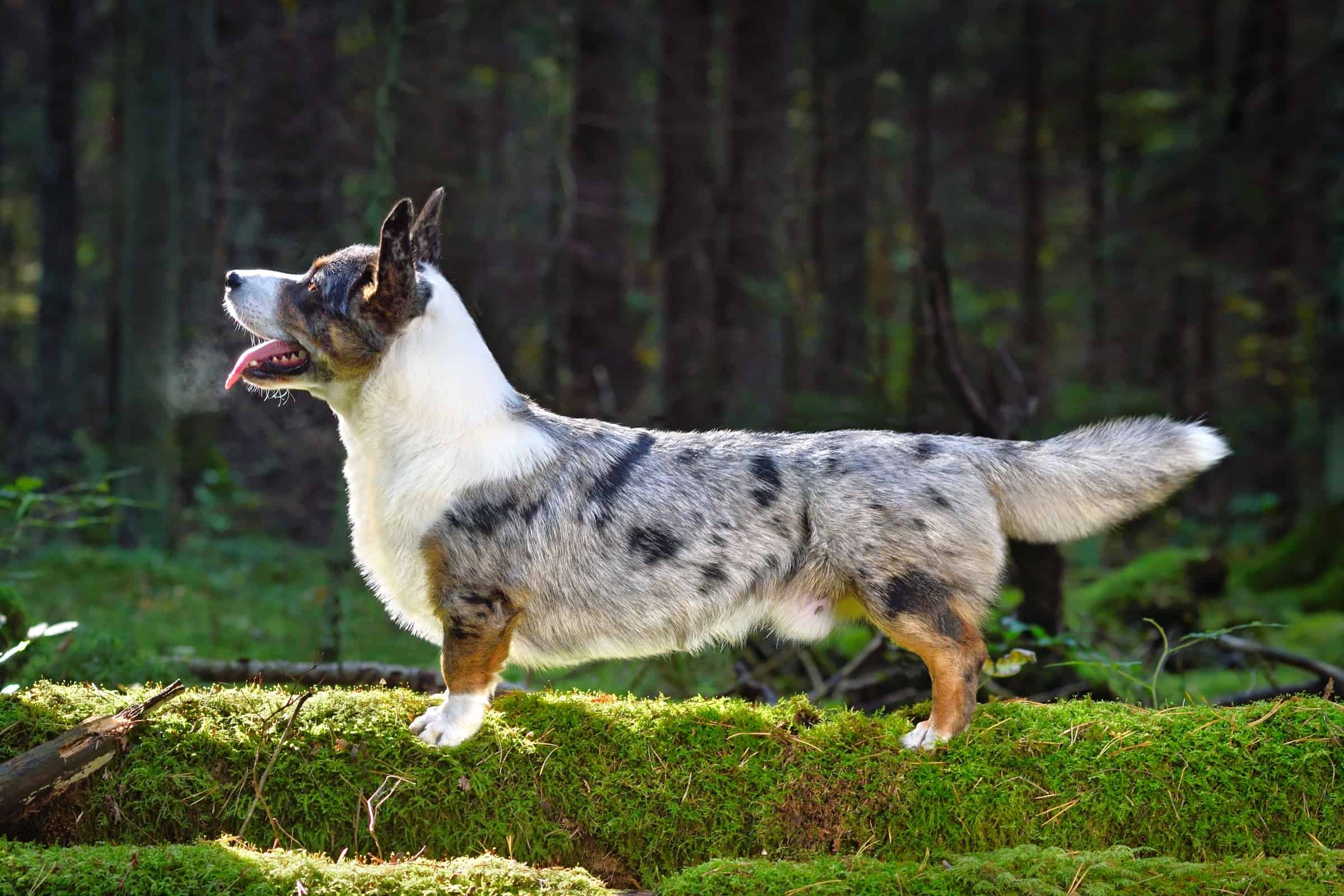 Merle Corgi: Facts, Appearance, Genetics & Pictures