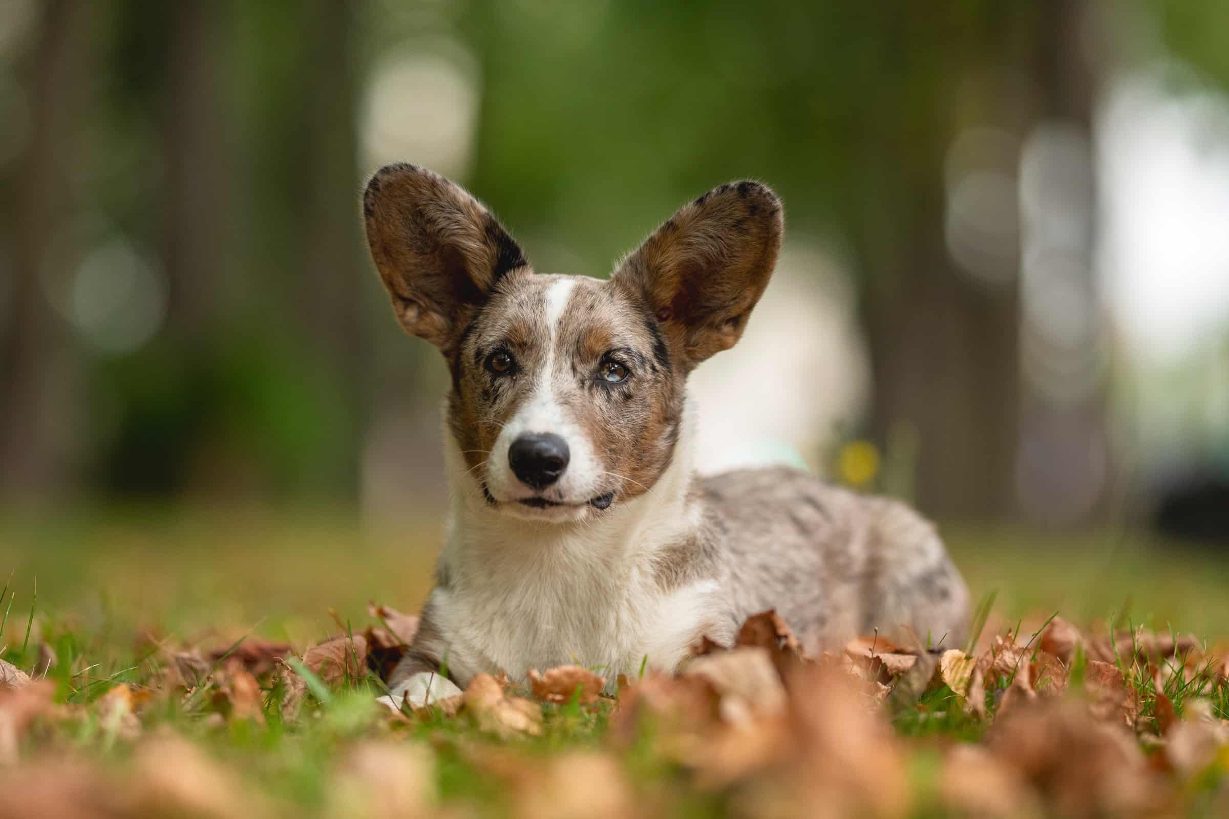 Merle Corgi: Facts, Appearance, Genetics & Pictures