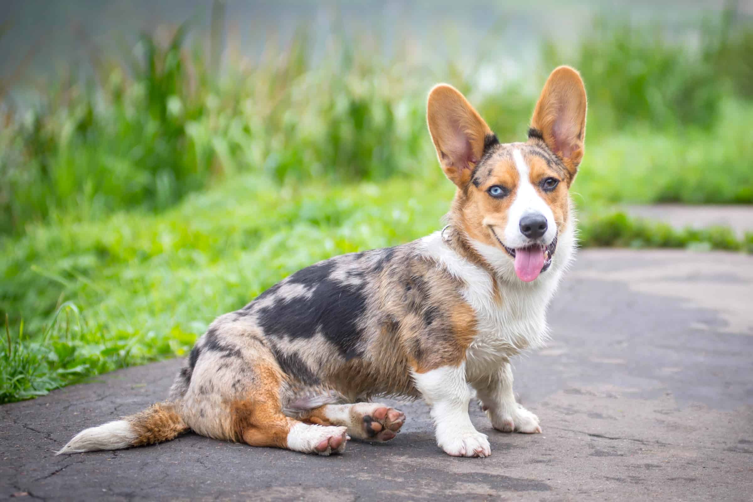 Merle Corgi: Facts, Appearance, Genetics & Pictures