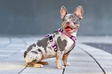 Merle French Bulldog: Facts, Genetics, Pictures & More