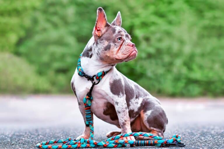 Merle French Bulldog: Facts, Genetics, Pictures & More