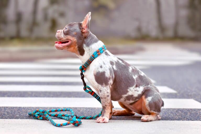 Merle French Bulldog: Facts, Genetics, Pictures & More