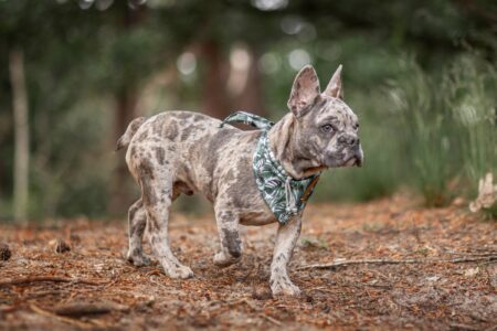 Merle French Bulldog: Facts, Genetics, Pictures & More