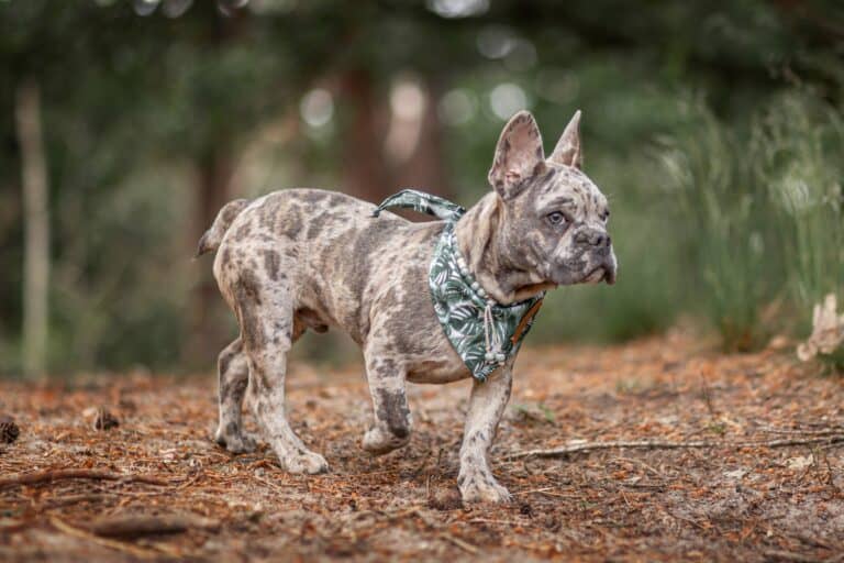 Merle French Bulldog: Facts, Genetics, Pictures & More