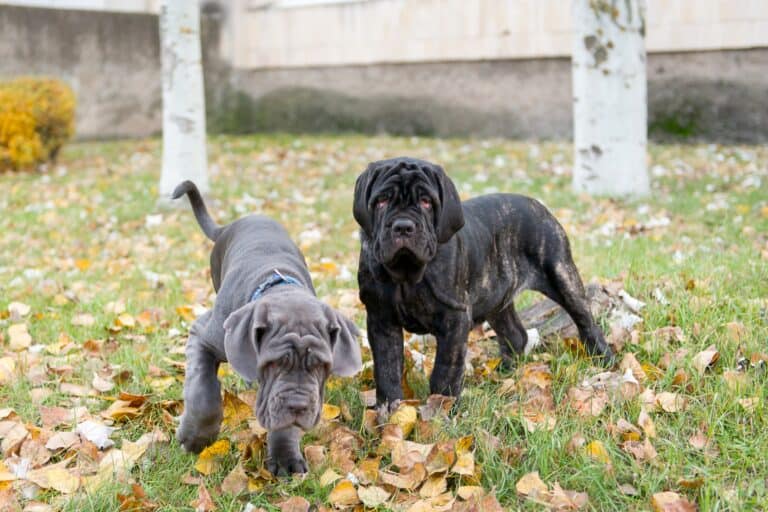 Cane Corso vs. Neapolitan Mastiff: What’s the Difference?