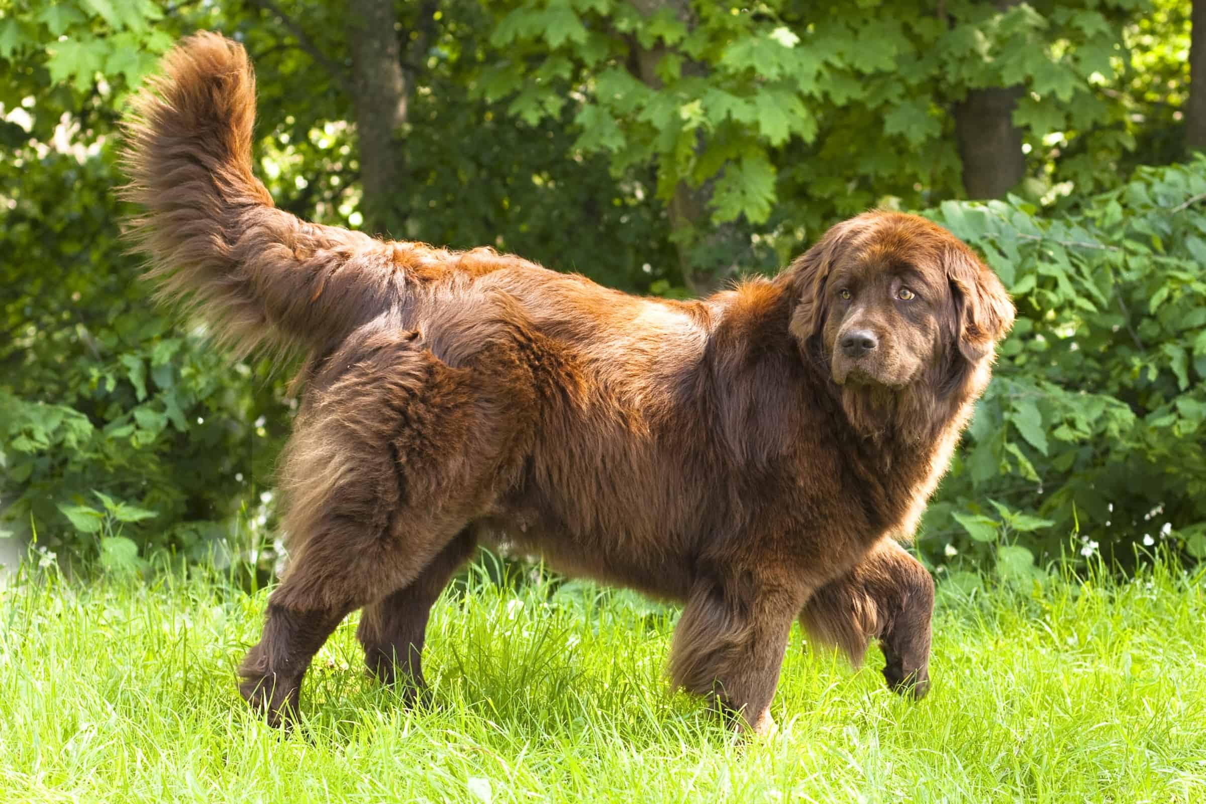 Newfoundland vs. Saint Bernard: What’s the Difference?