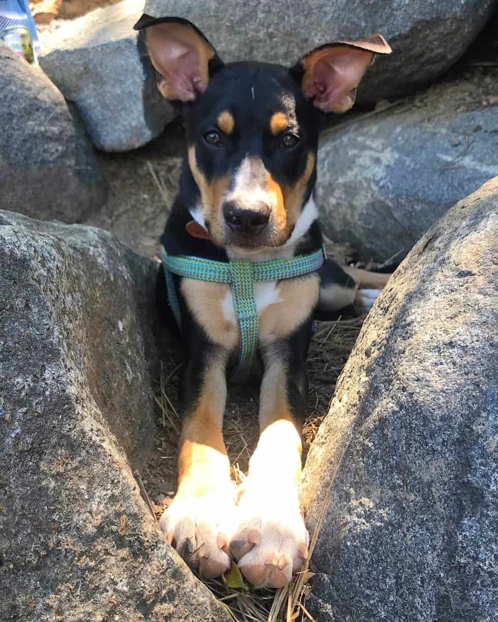 Pitbull Rottweiler German Shepherd Mix (Facts & Pictures)