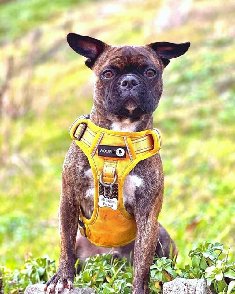 Boston Terrier Pug Mix: Info, Pictures, Traits & Facts