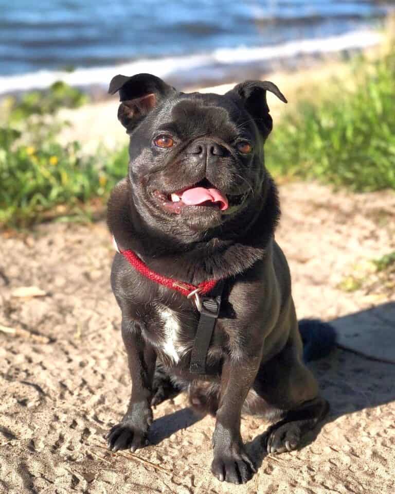 French Bulldog Pug Mix (Frenchie Pug): Info, Pictures & Facts