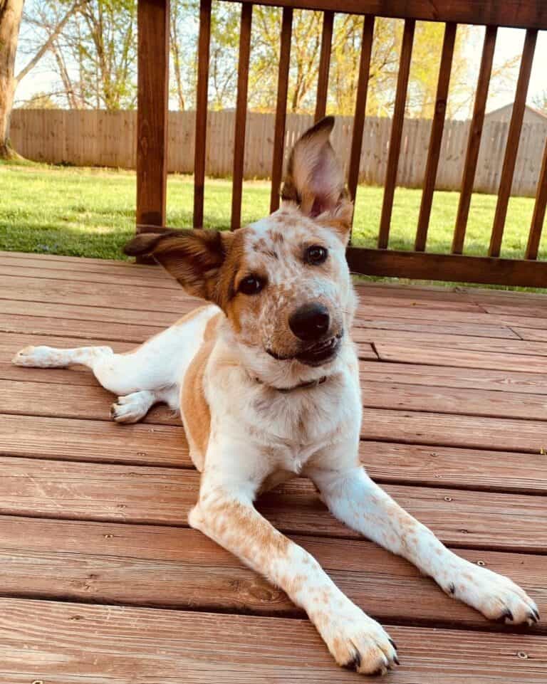 Australian Shepherd Red Heeler Mix: Info, Pictures & Facts
