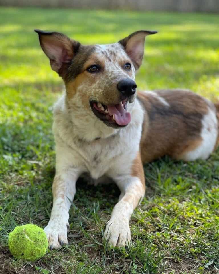 Australian Shepherd Red Heeler Mix: Info, Pictures & Facts