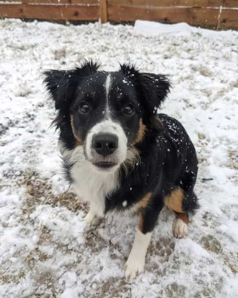 Australian Shepherd Red Heeler Mix: Info, Pictures & Facts