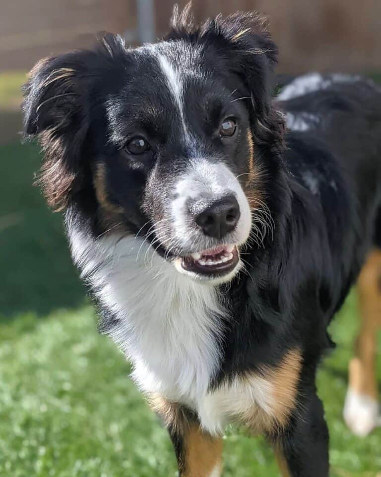 Australian Shepherd Red Heeler Mix: Info, Pictures & Facts