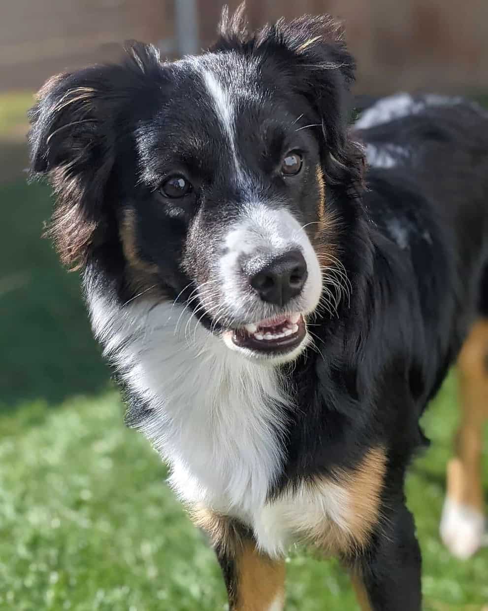 Australian Shepherd Red Heeler Mix: Info, Pictures & Facts