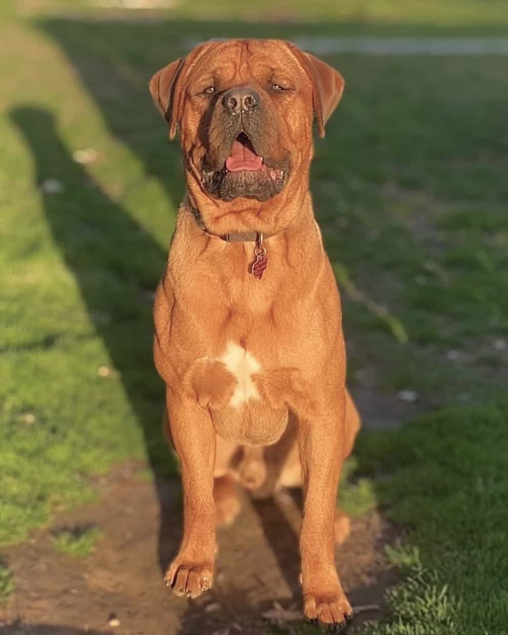 7 Rottweiler Colors and Patterns (With Pictures)