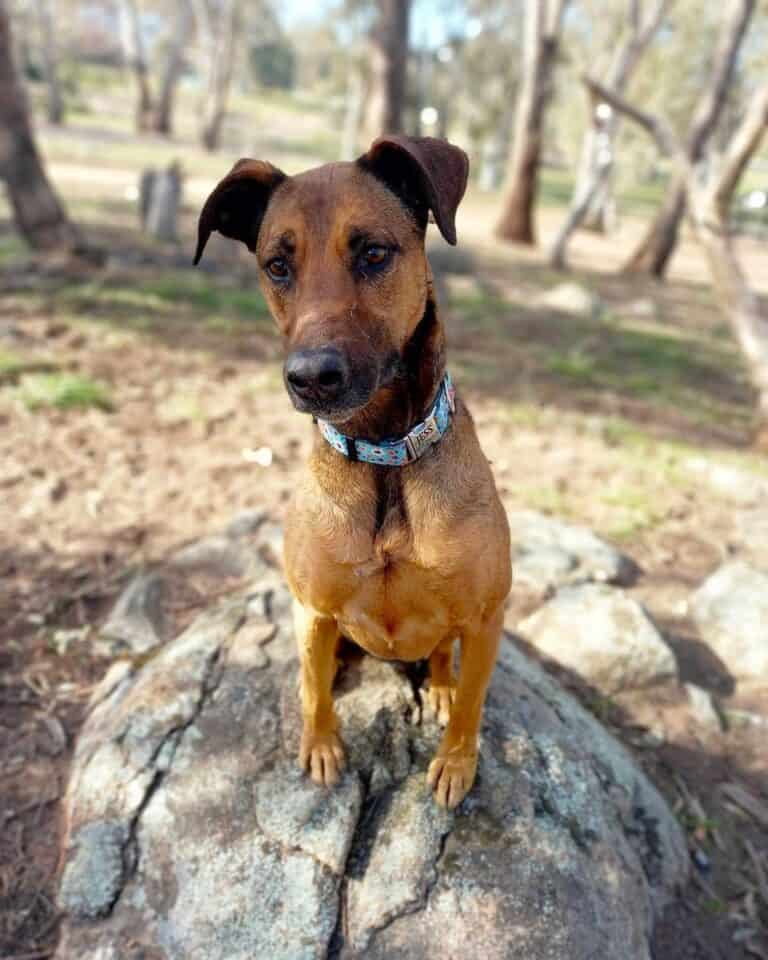 Fawn Doberman: Facts, Appearance, Genetics & Pictures