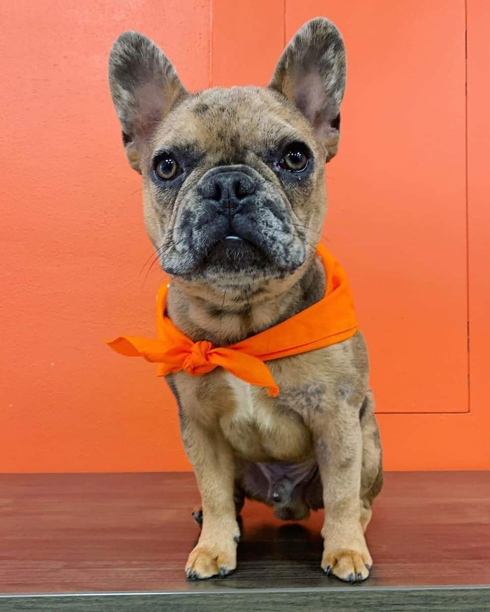 Merle French Bulldog: Facts, Genetics, Pictures & More