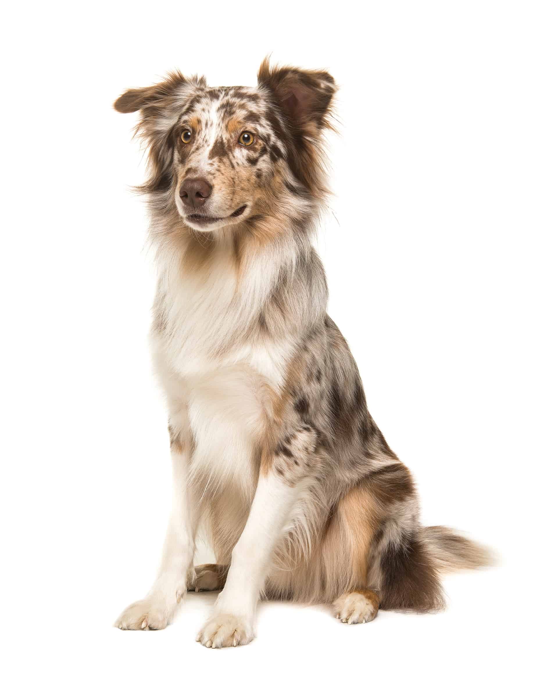 Tri-Color Australian Shepherd: Facts, Genetics, Pictures & More