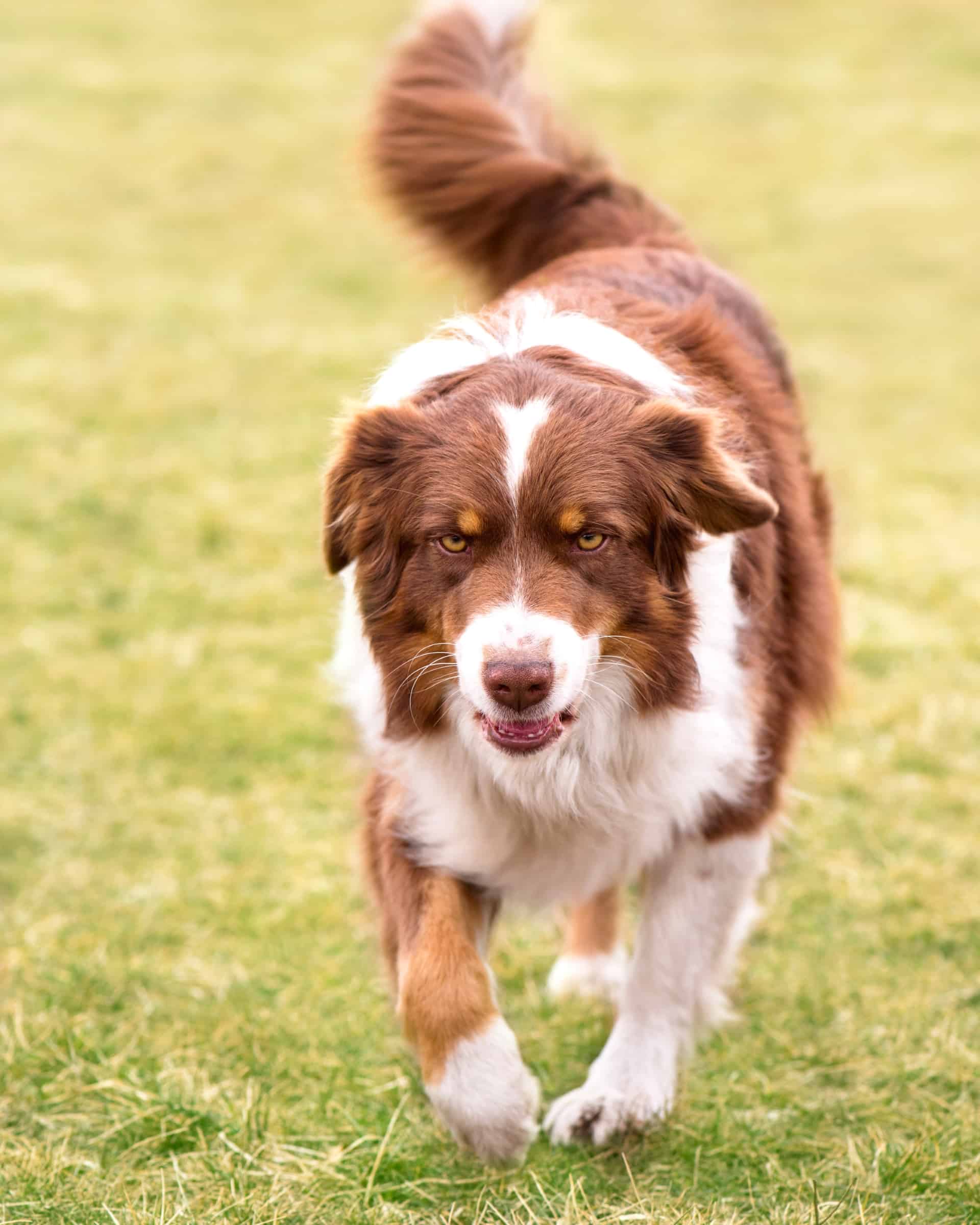 Tri-Color Australian Shepherd: Facts, Genetics, Pictures & More