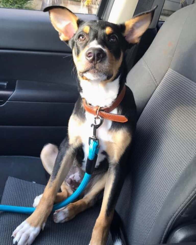 Pitbull Rottweiler German Shepherd Mix (Facts & Pictures)