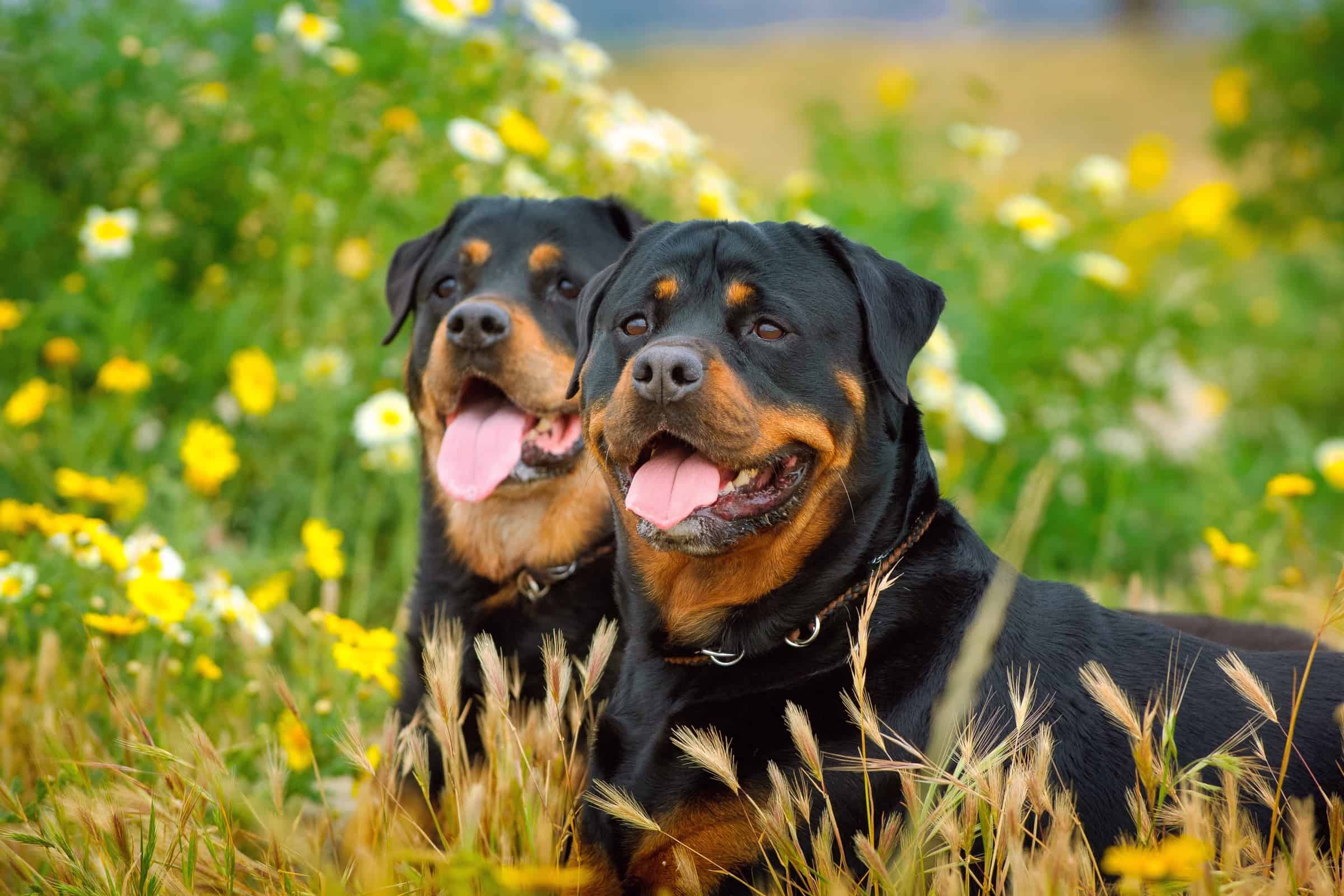 Rare Rottweiler Colors