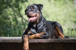 7 Rottweiler Colors and Patterns (With Pictures)