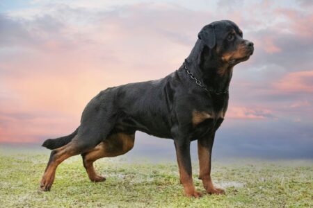 7 Rottweiler Colors and Patterns (With Pictures)