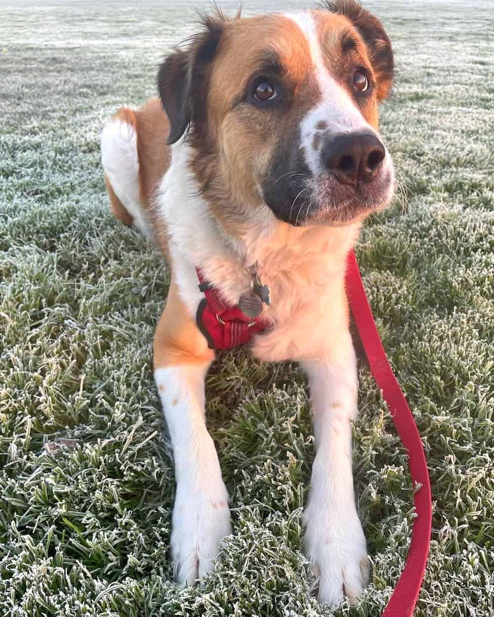 Saint Bernard Australian Shepherd Mix: Info, Pictures & Facts