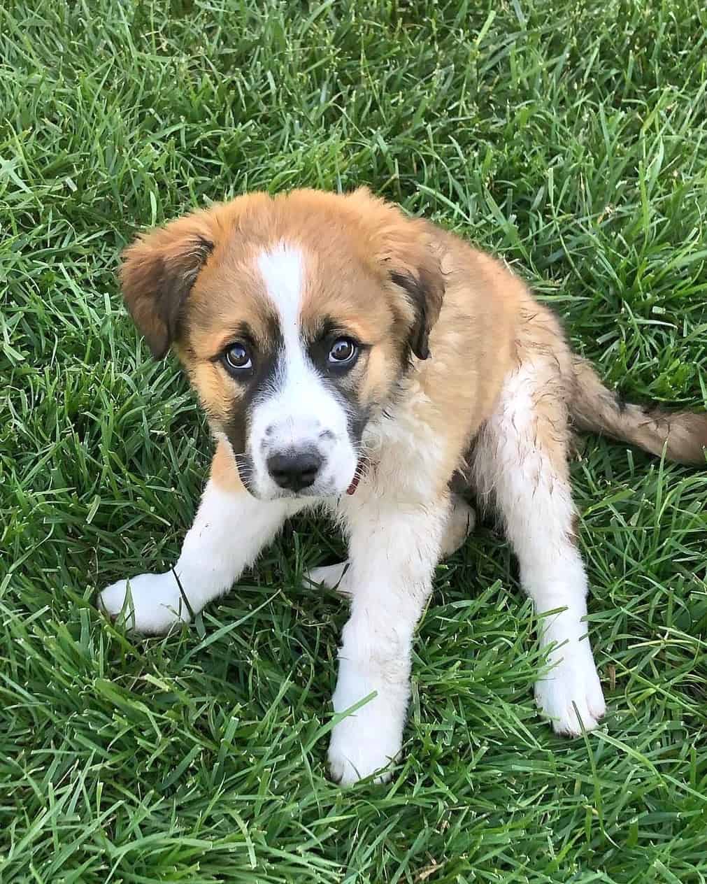 Saint Bernard Australian Shepherd Mix: Info, Pictures & Facts