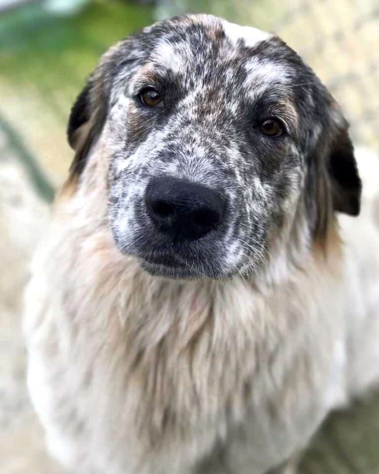 Saint Bernard Australian Shepherd Mix: Info, Pictures & Facts