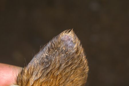 Scabs on Edge of Dog's Ears? Common Causes & What to Do