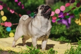 Silver Pug: Info, Genetics, Traits & Facts (With Pictures)