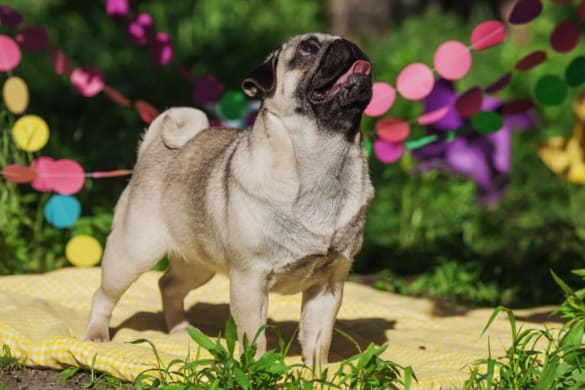 Silver Pug: Info, Genetics, Traits & Facts (With Pictures)