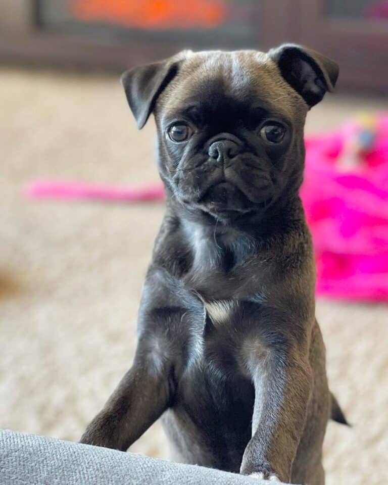 Silver Pug: Info, Genetics, Traits & Facts (With Pictures)