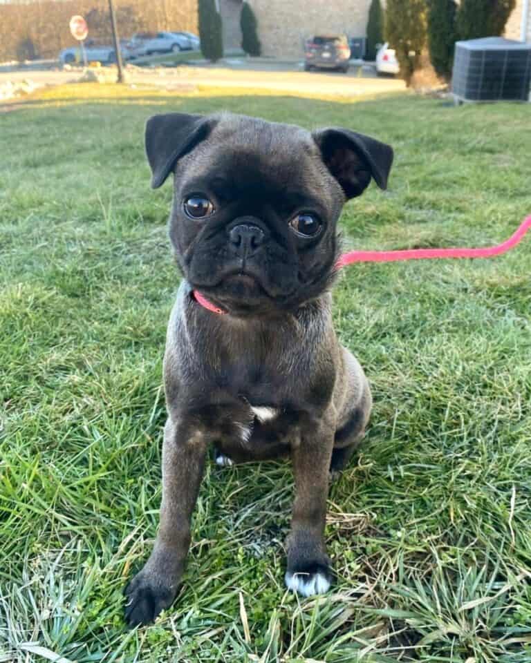 Silver Pug: Info, Genetics, Traits & Facts (With Pictures)