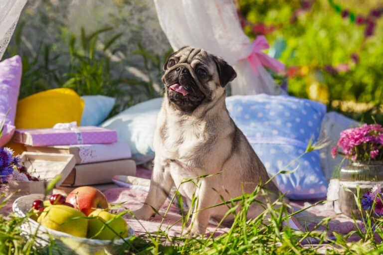 Silver Pug: Info, Genetics, Traits & Facts (With Pictures)