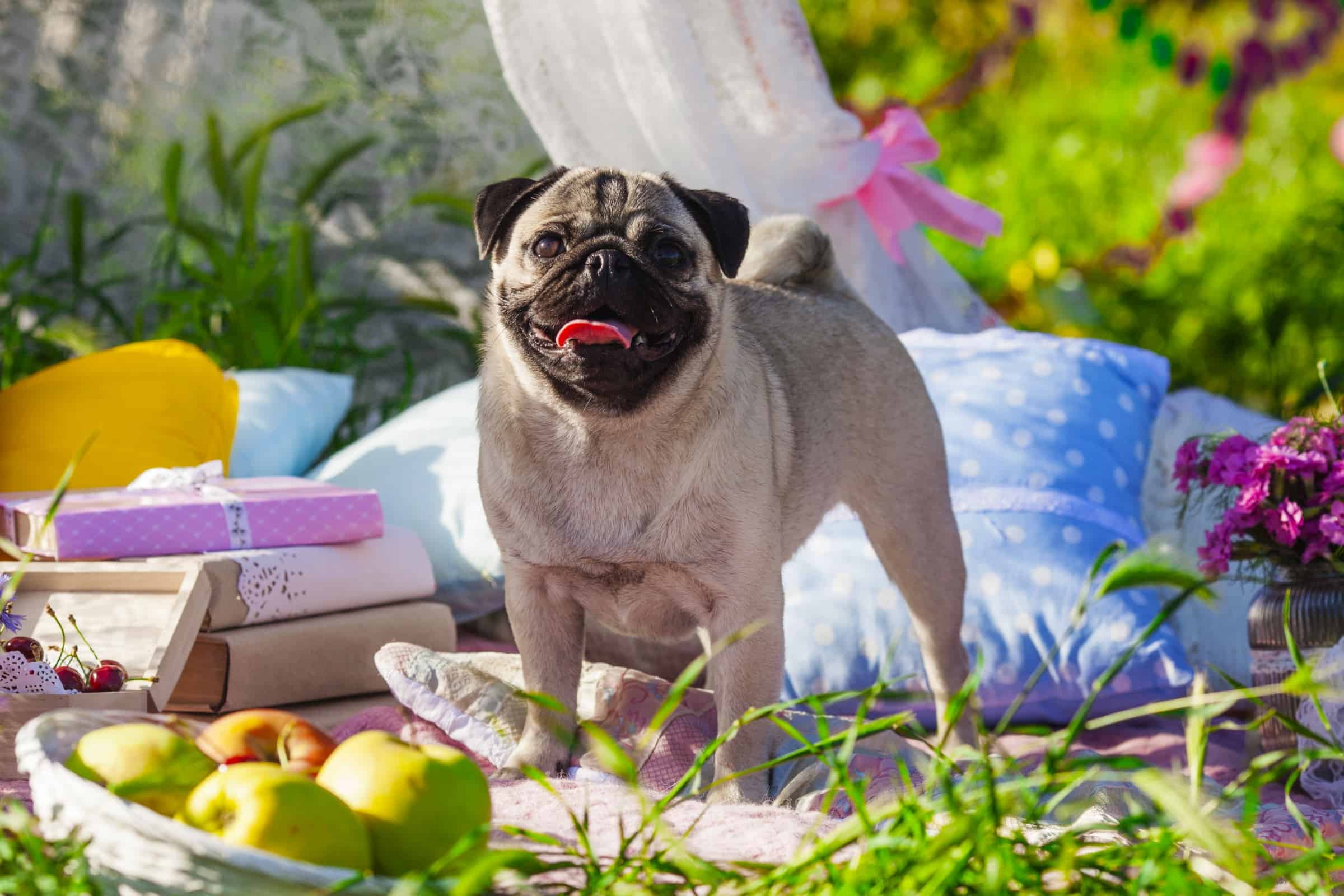 Silver Pug: Info, Genetics, Traits & Facts (With Pictures)