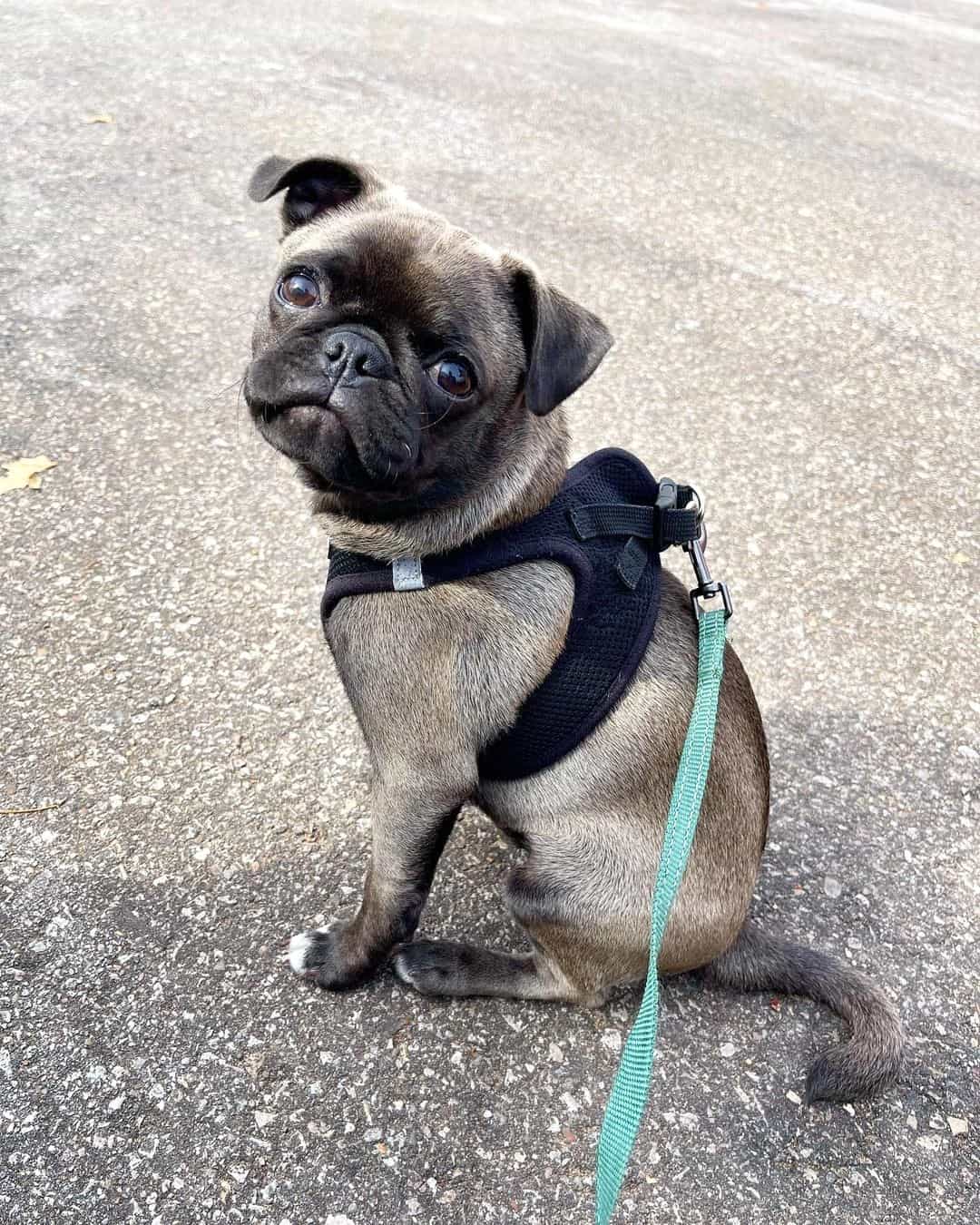 Silver Pug: Info, Genetics, Traits & Facts (With Pictures)